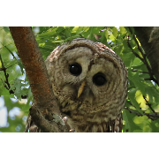 Black River Audubon March Owl Program - LorainCounty.com